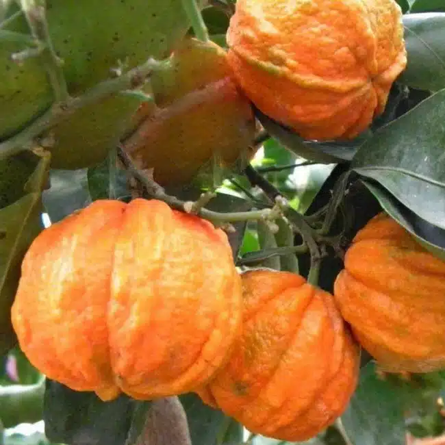 Citrus aurantium canaliculata - Striata - Bigaradier