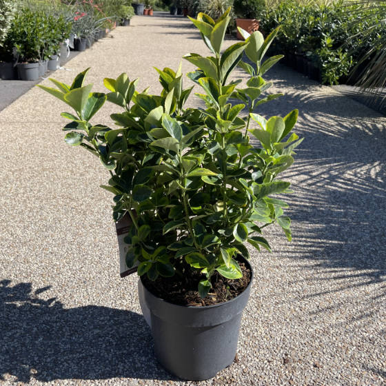 Fusain du japon - Pot de 5L ou 10L ???? Pépinière Ferriere Fleurs