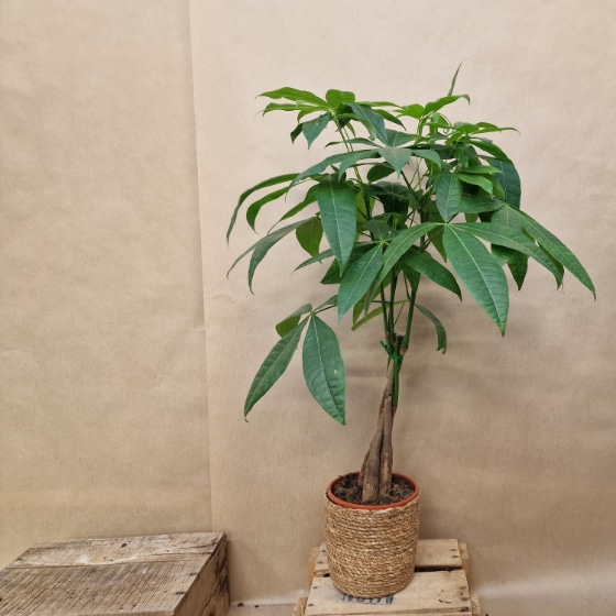 Pachira Aquatica | Jardinerie Ferriere Fleurs